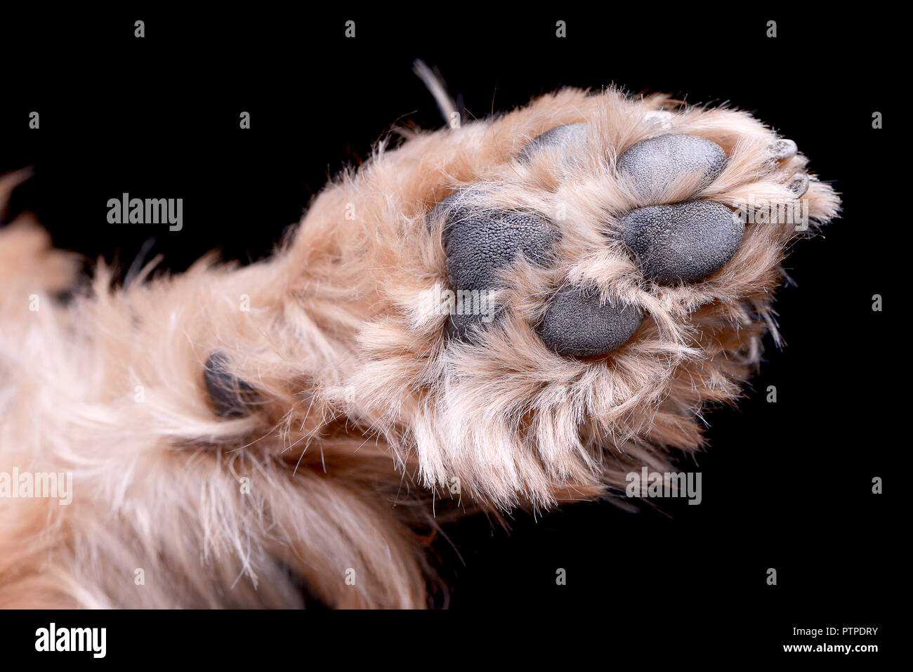 Studio shot of a cute Yorkshire Terrier's paw - isolated on black Stock ...