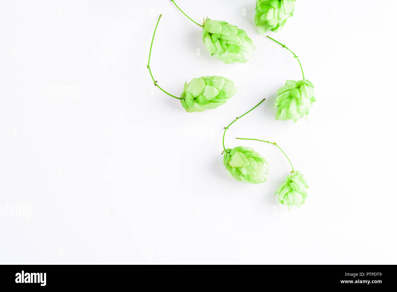 Hops isolated hi-res stock photography and images - Alamy