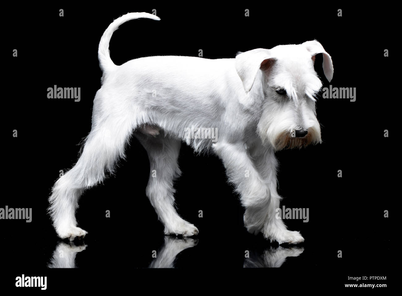 Studio shot of a cute Miniature Schnauzer standing on black background ...