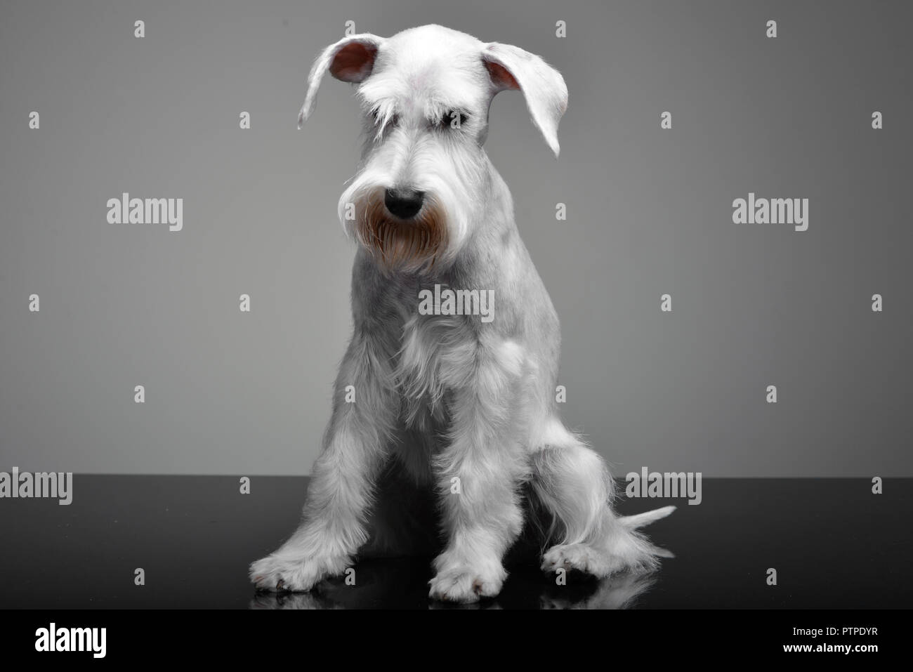 Front view miniature schnauzer sitting hi-res stock photography and ...