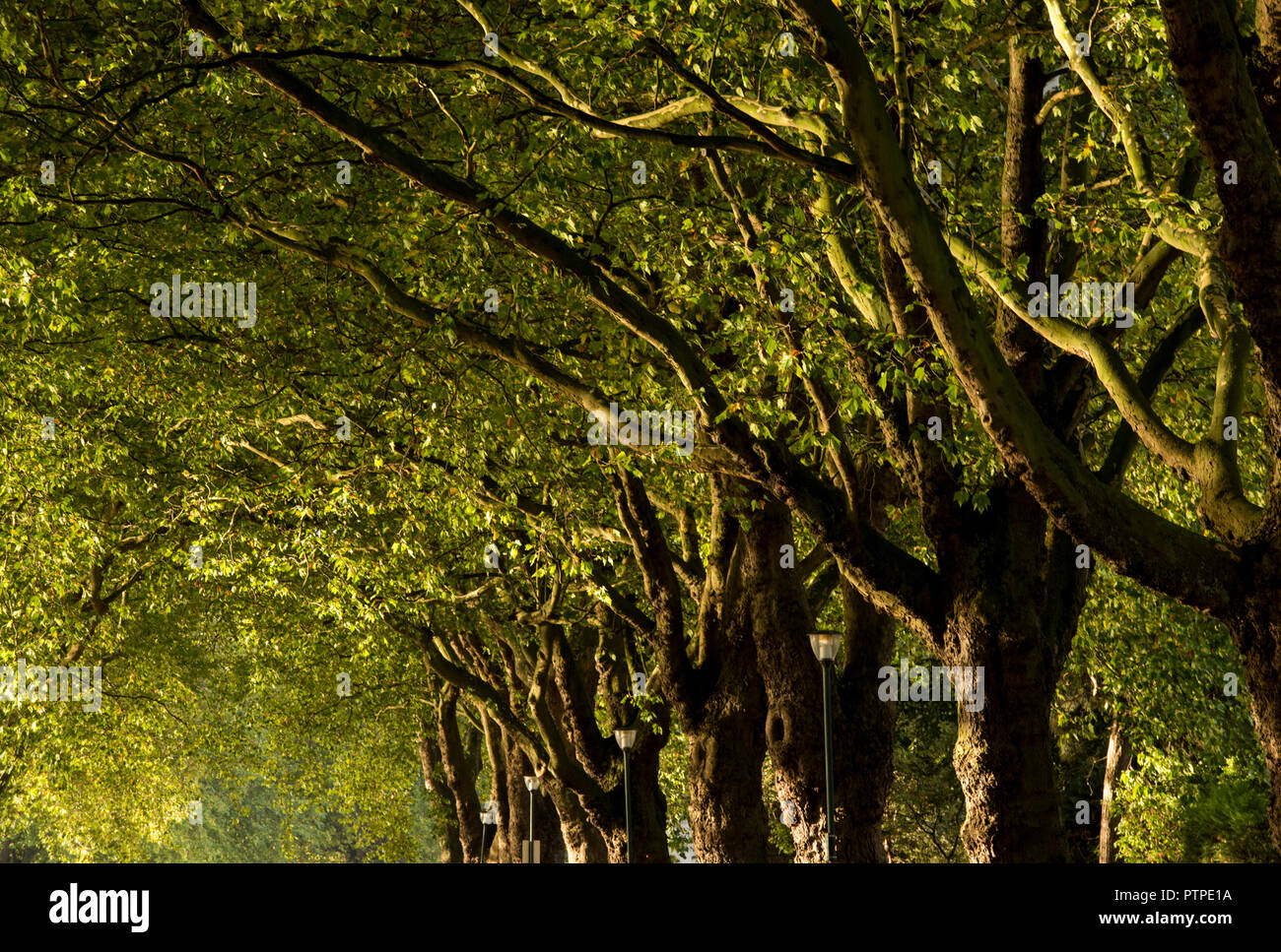 Autumnal trees at Victoria Embankment in Nottingham, Nottinghamshire ...