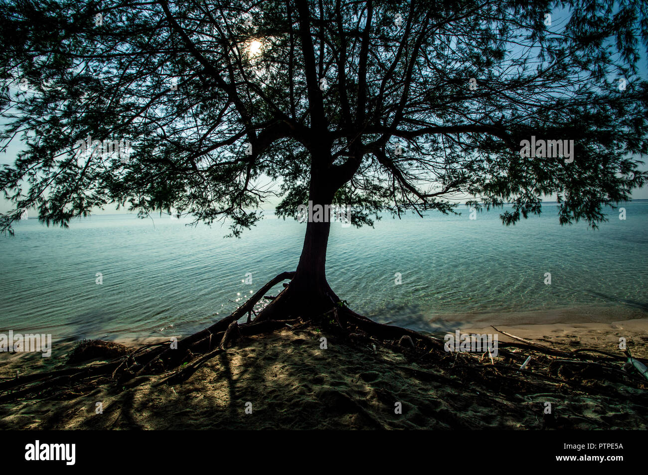 tree of life Stock Photo - Alamy