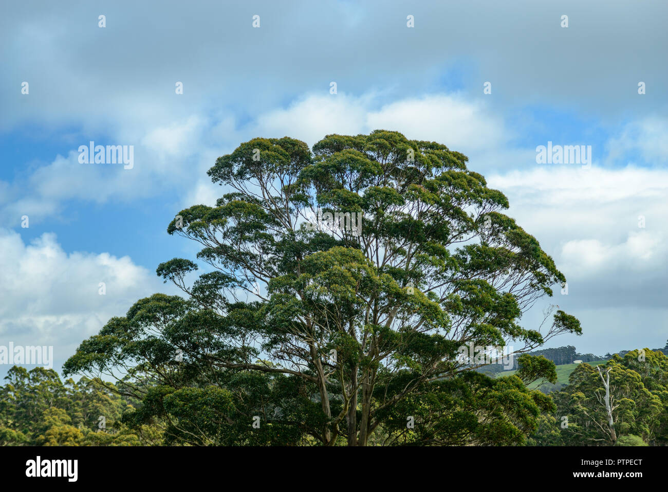 Lush green meadows hi-res stock photography and images - Alamy