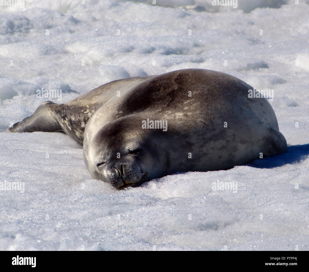 Predator of penguins hi-res stock photography and images - Alamy