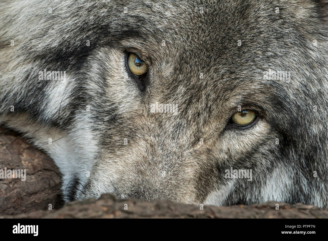 Very close photograph of a wolf's face Stock Photo - Alamy