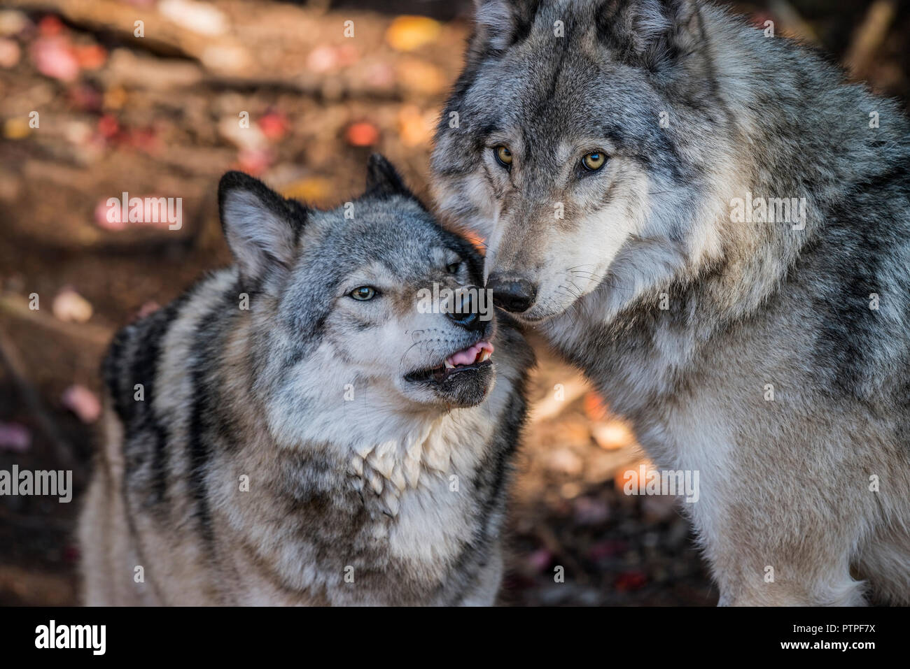 Two Eastern Gray Wolves being affectionate to each other Stock Photo ...