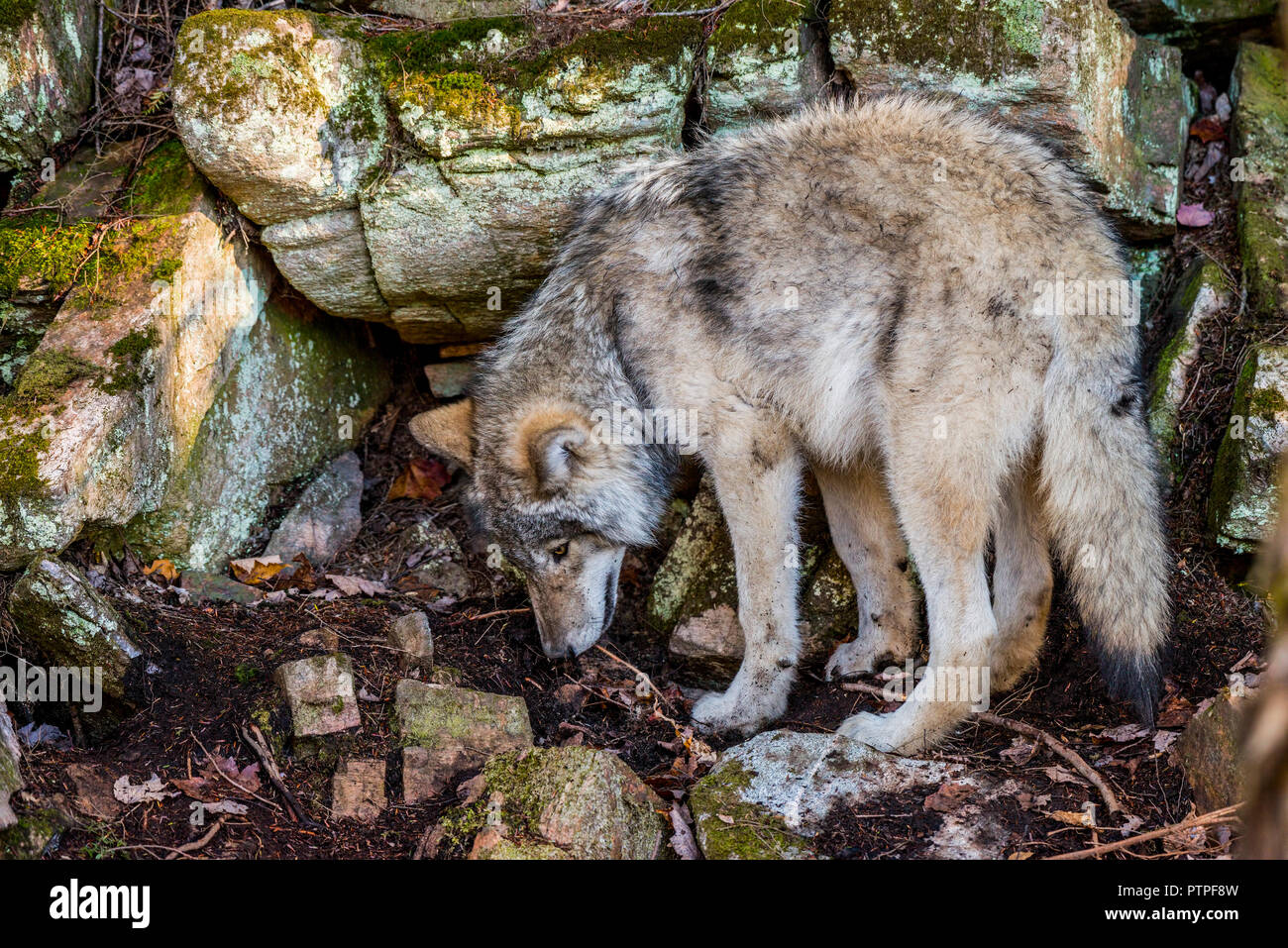 Eastern Grey Wolf Stock Photos & Eastern Grey Wolf Stock Images - Alamy