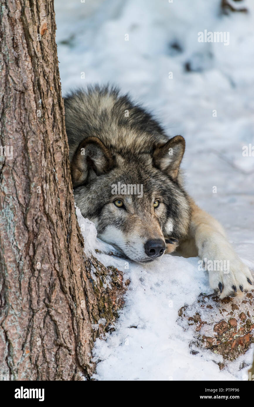 Black Wolf Lying Down