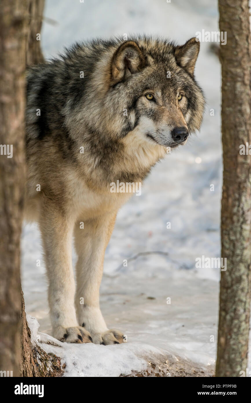 Timber Wolf Standing In Snow Beside A Tree Trunk Stock Photo - Alamy