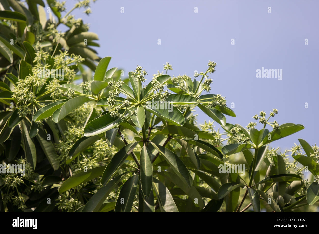 Green Flower of Blackboard Tree or Devil Tree Stock Photo - Alamy