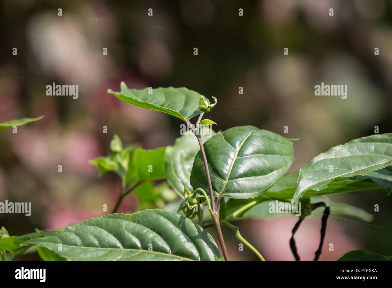 yellow desmos chinensis flower with green leaf Stock Photo - Alamy