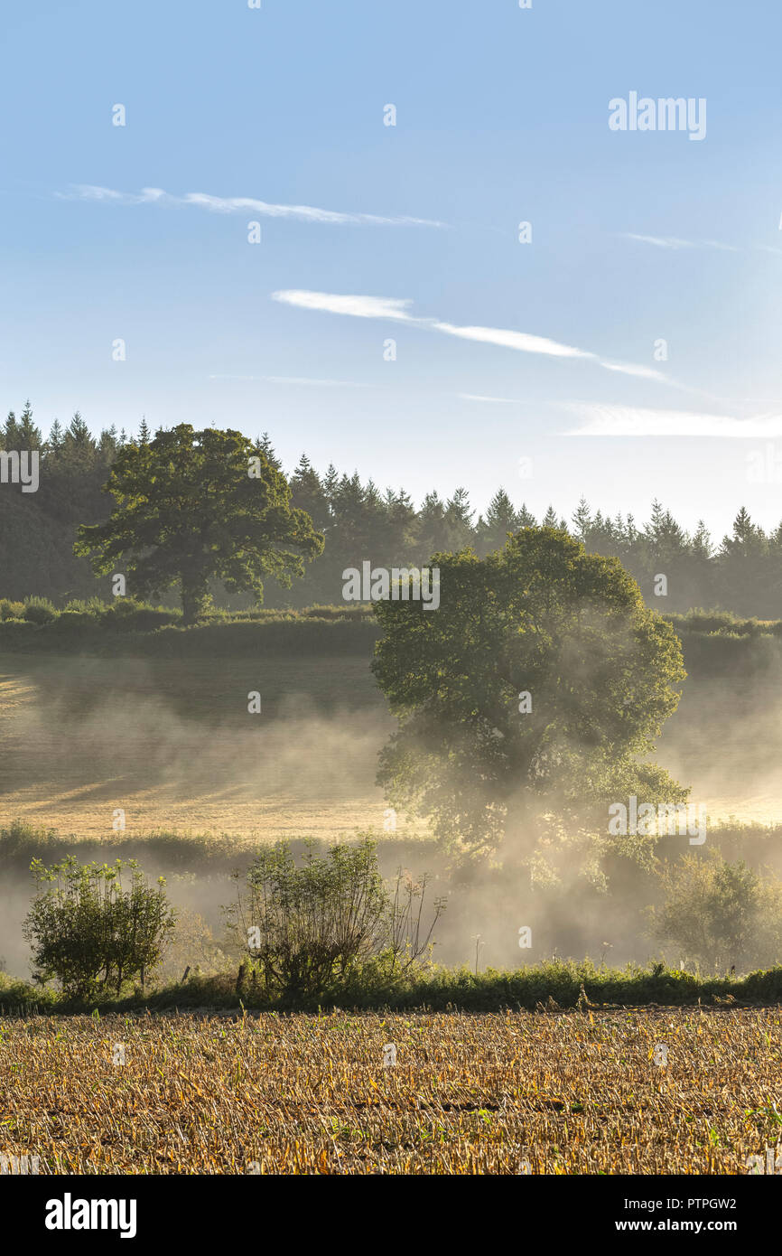 Stubble tree hi-res stock photography and images - Alamy