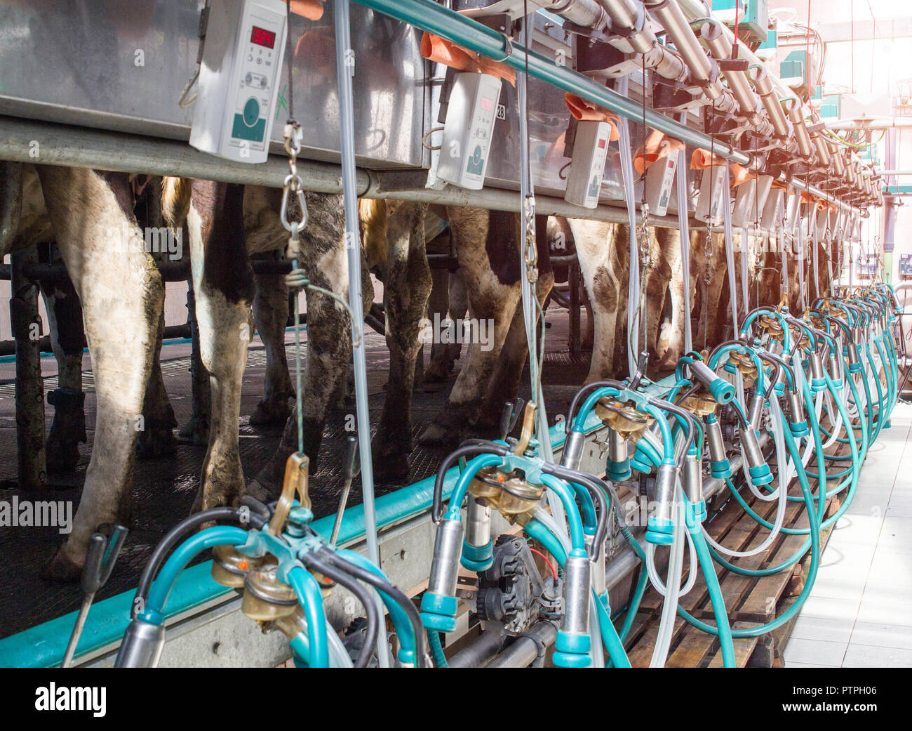 Mechanical milking mechanical milking hi-res stock photography and images - Alamy