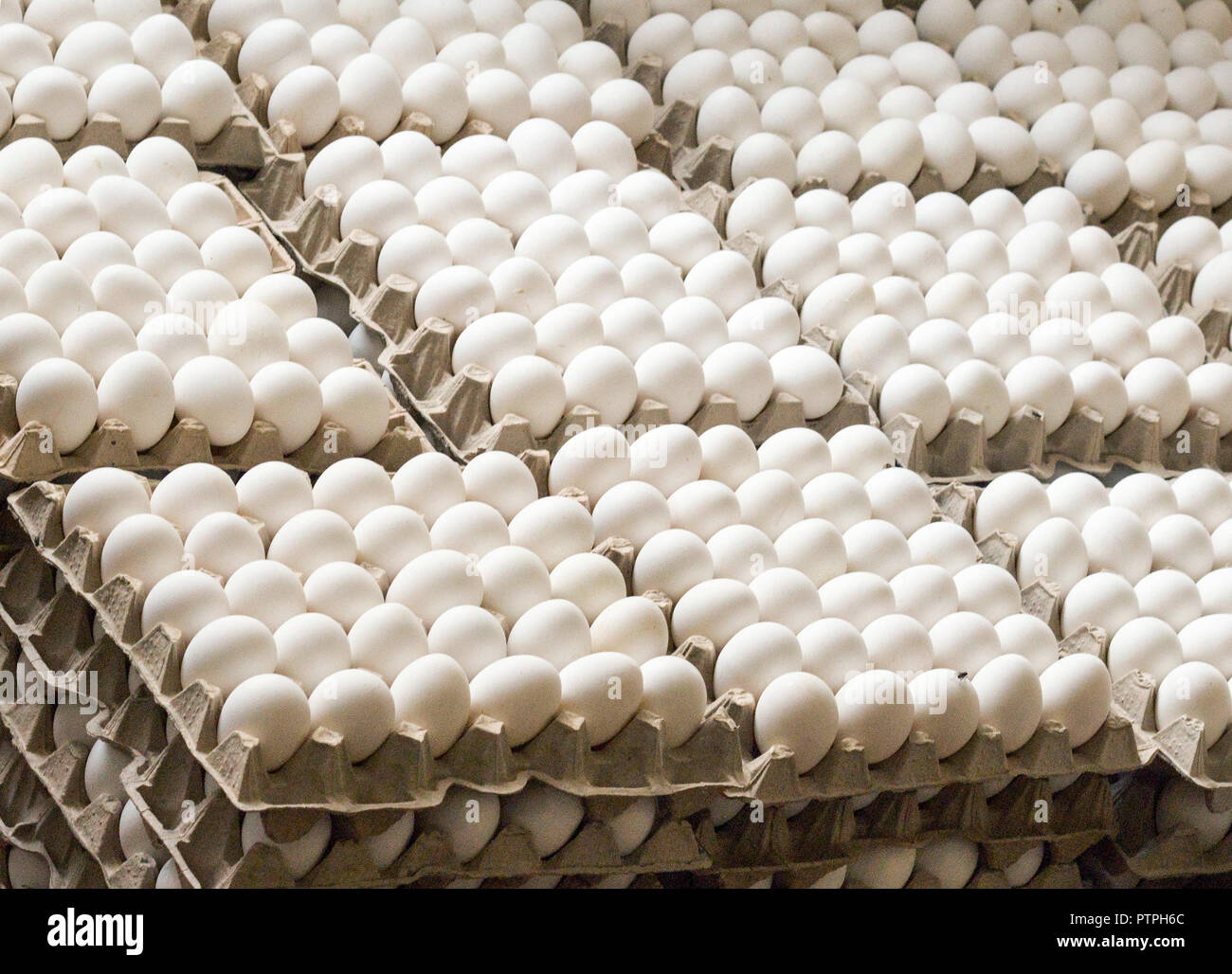A lot of chicken eggs in the trays, sorting of chicken eggs, food Stock ...