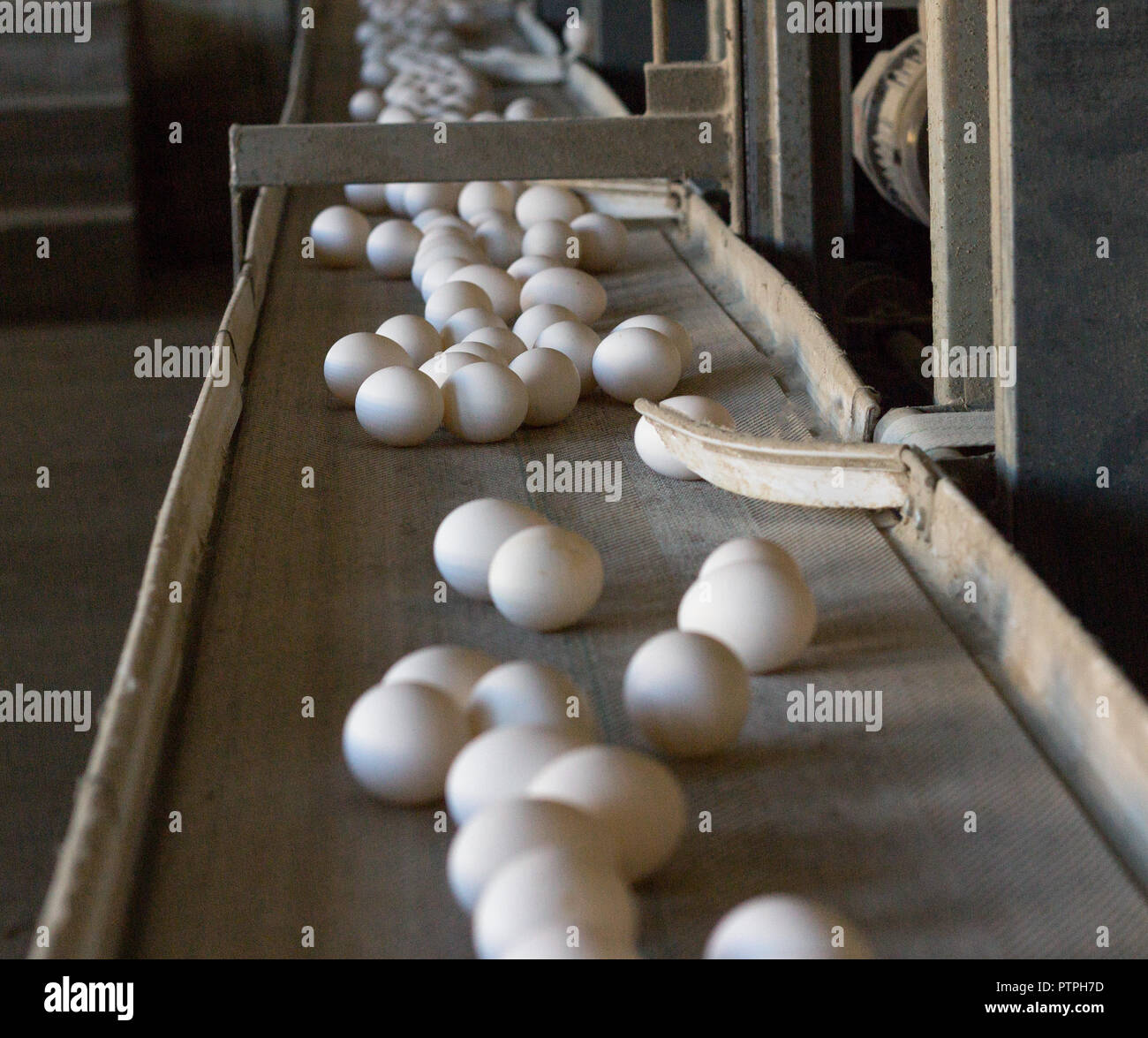 chicken eggs go through the transporter and the worker settles the eggs ...