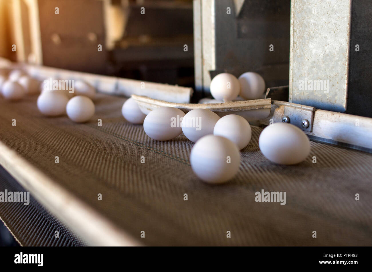 chicken eggs go through the transporter and the worker settles the eggs ...