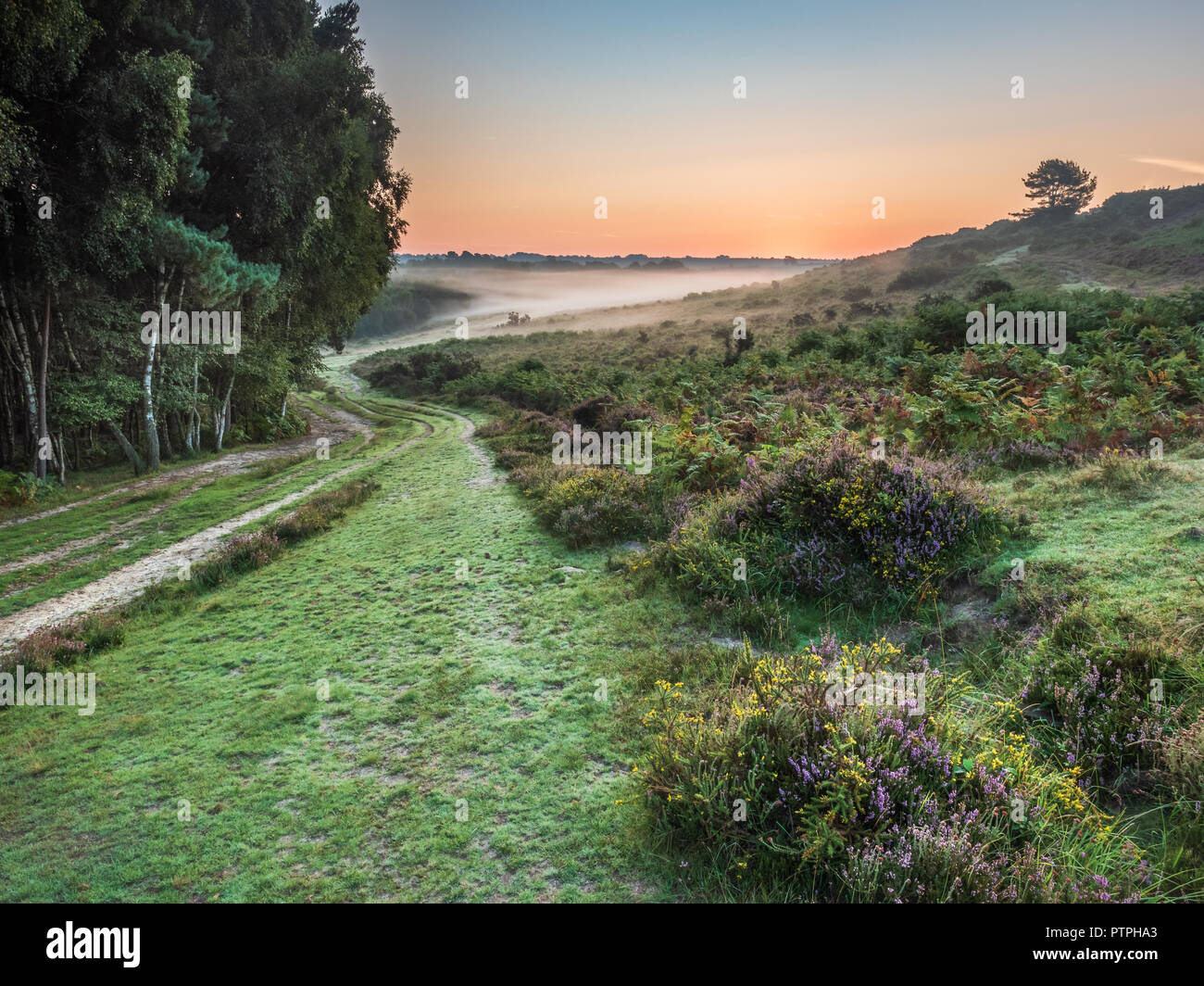 Ashdown forest landscape hi-res stock photography and images - Alamy