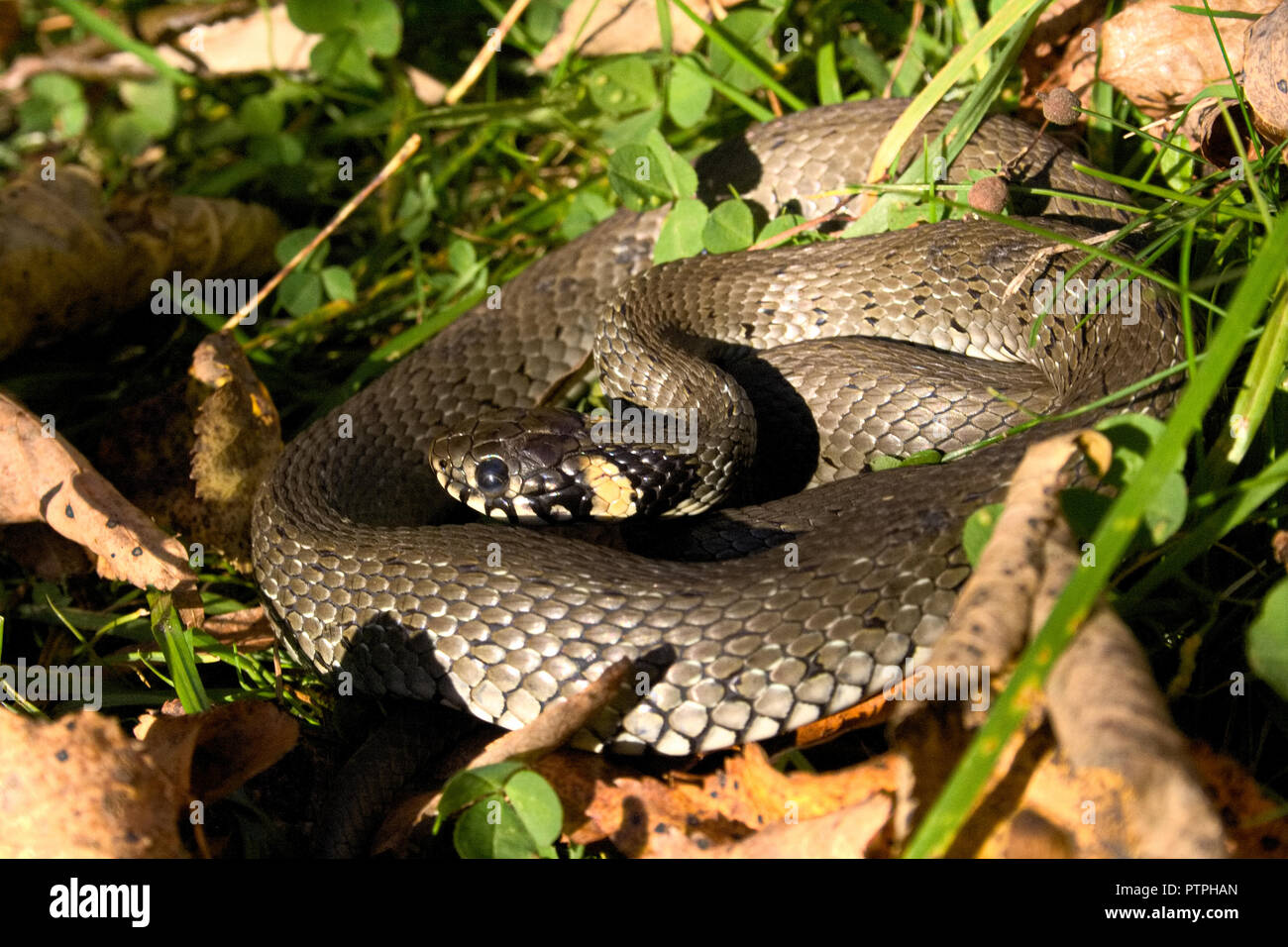 Water snakes hi-res stock photography and images - Alamy