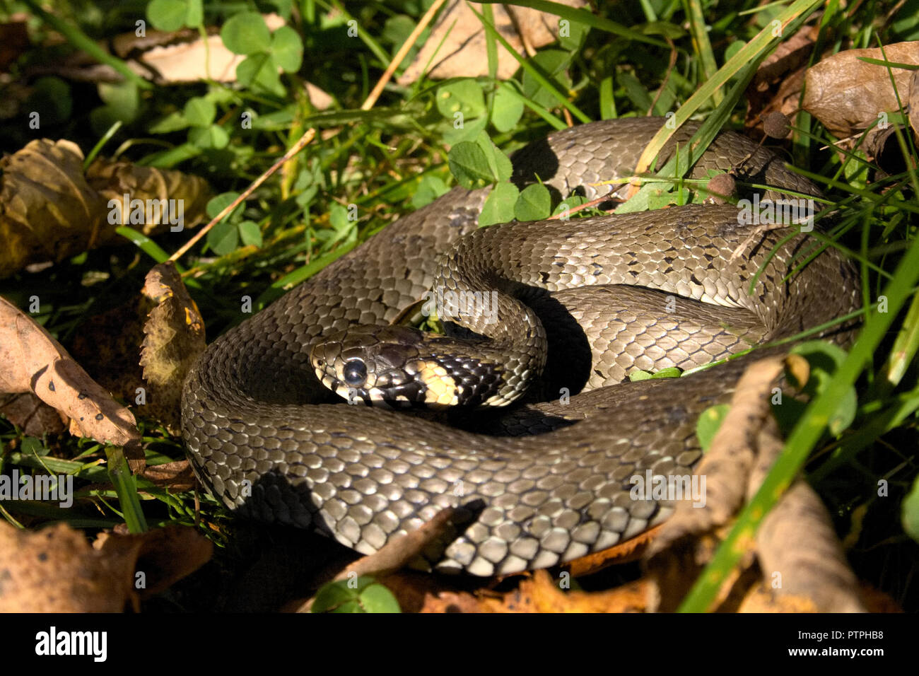 Walking snake plant hi-res stock photography and images - Alamy