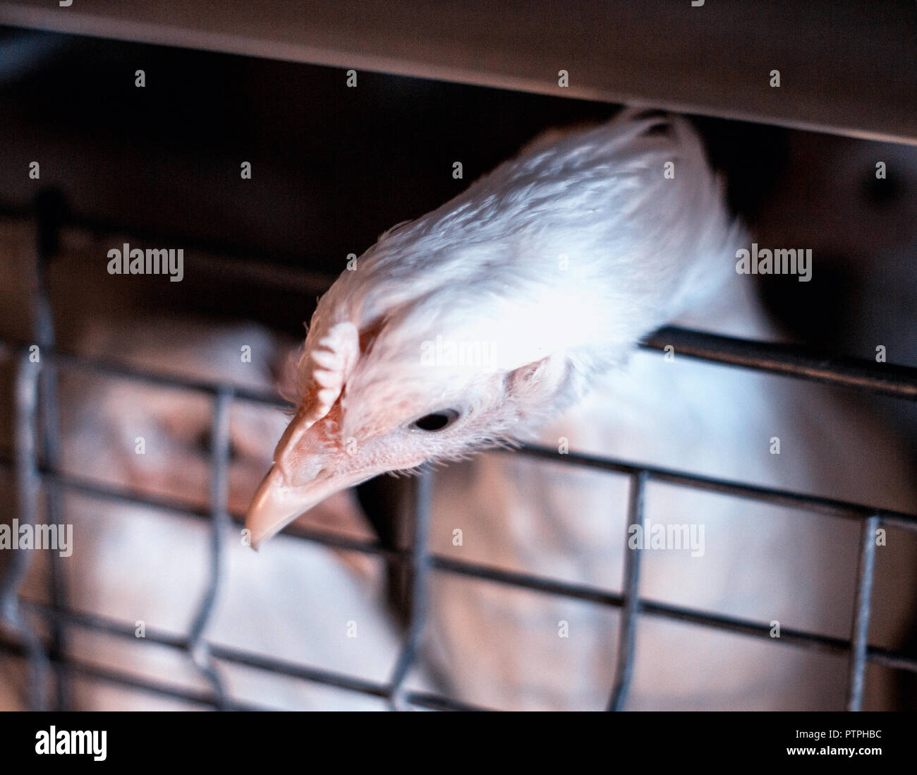 A young broiler chicken sits in an open-air cage on a poultry farm ...