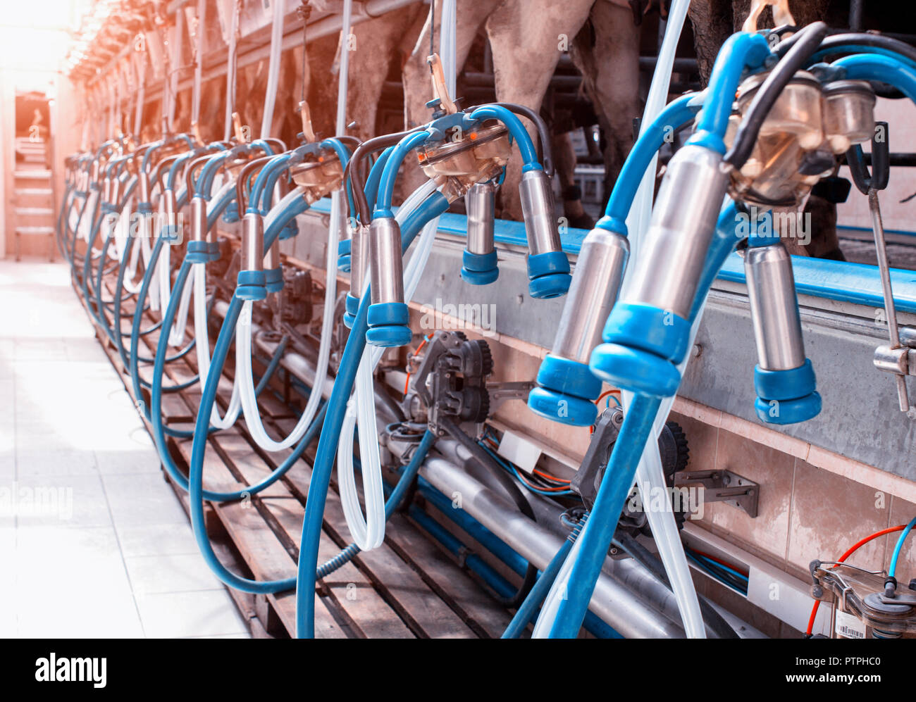 Modern equipment for milking cows on a new farm, the process of milking cows, system, industrial ...