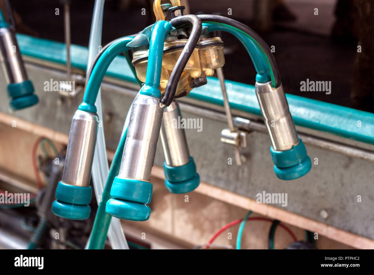 Automatic cow milking machine hi-res stock photography and images - Alamy