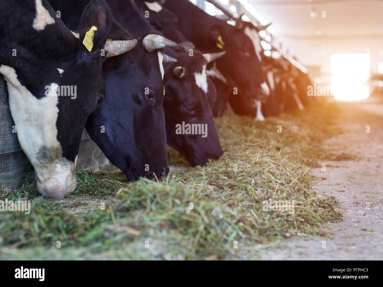 Many cows stand in the barn and eat food, the sun is shining through ...