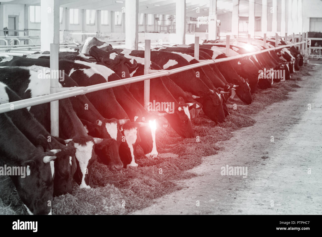 Black-and-white picture with sick cows that stand in the shed, cows ...