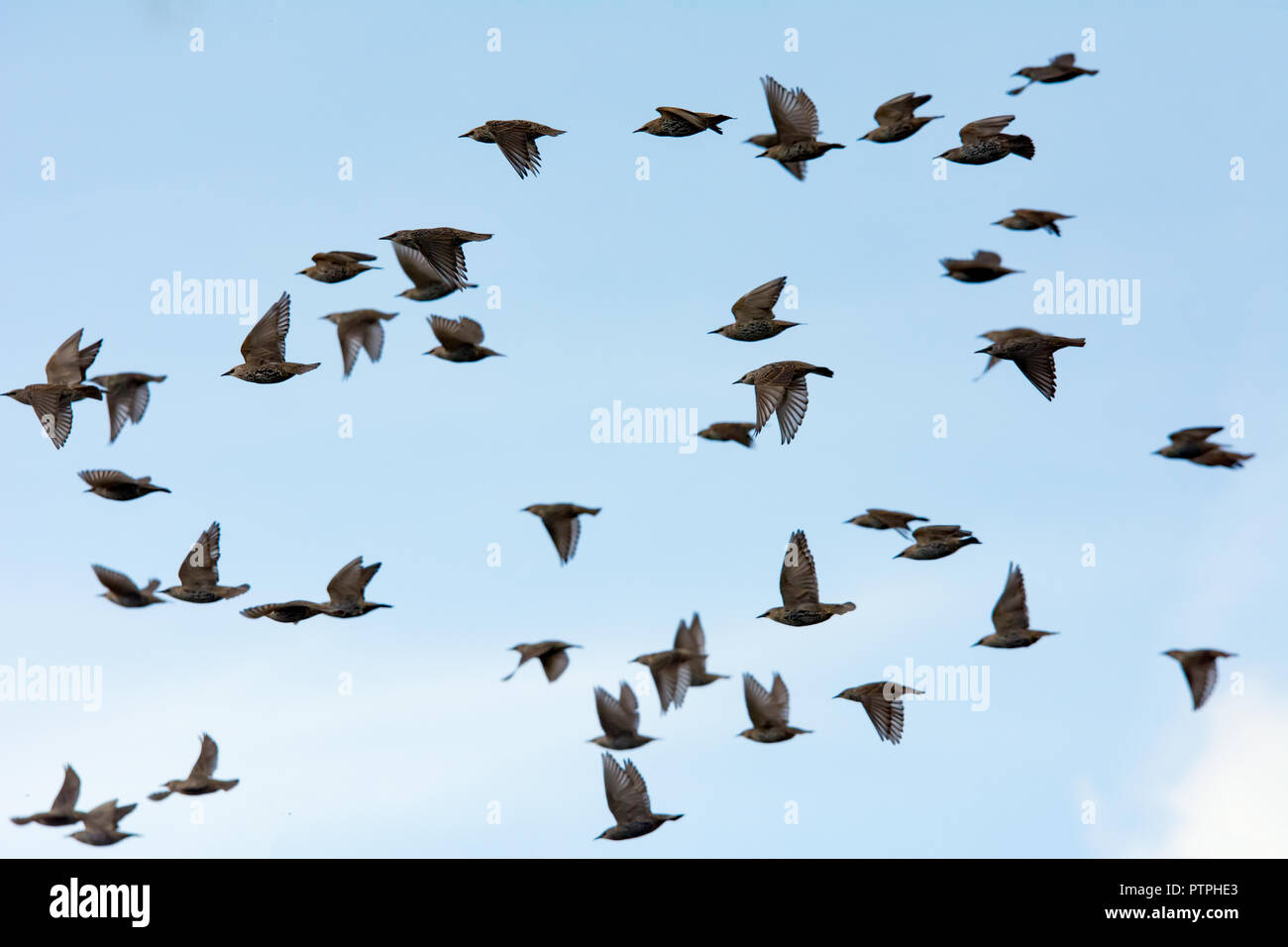 Flying birds starlings hi-res stock photography and images - Alamy