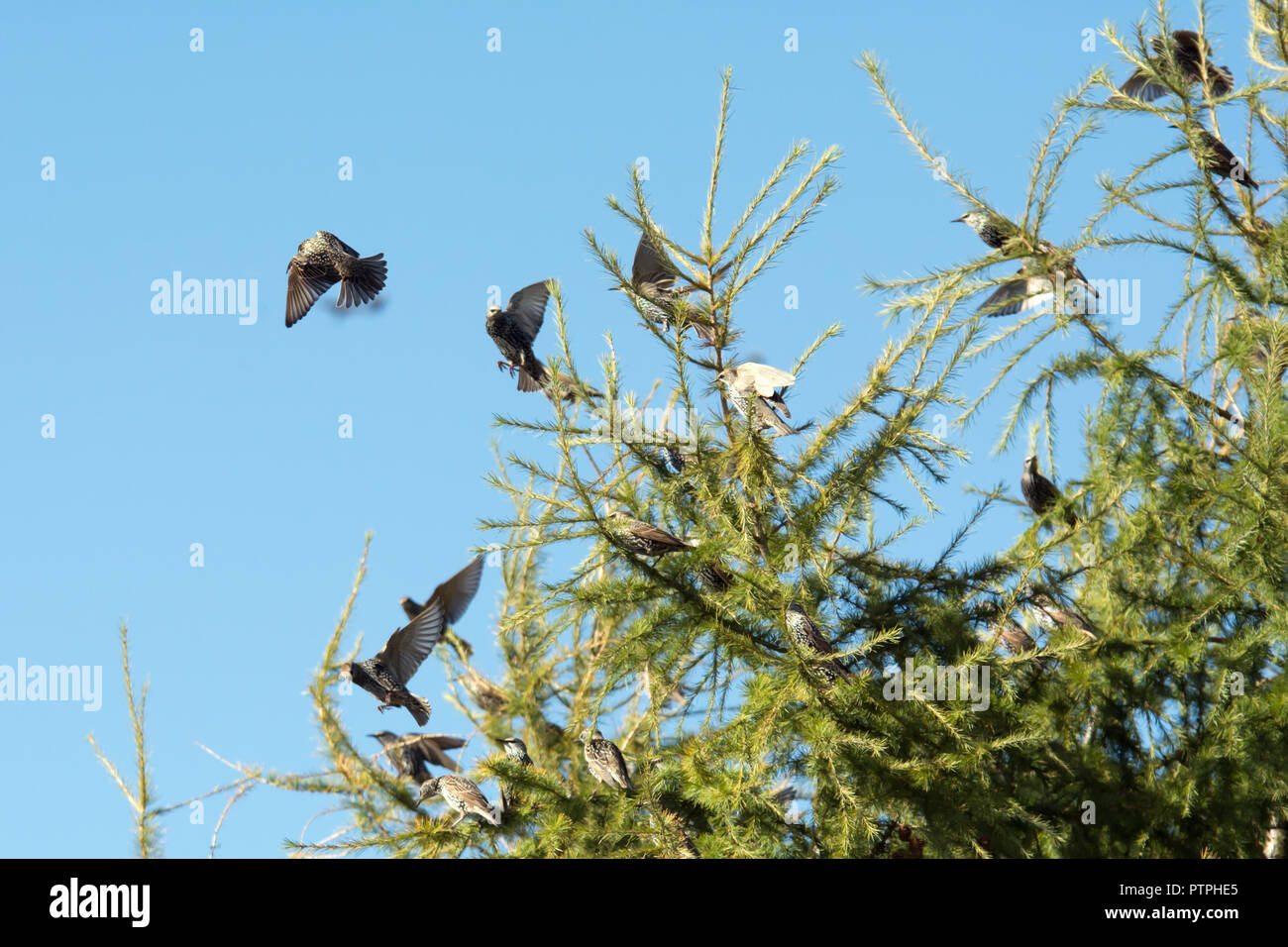 Birds flying off the tree hi-res stock photography and images - Alamy