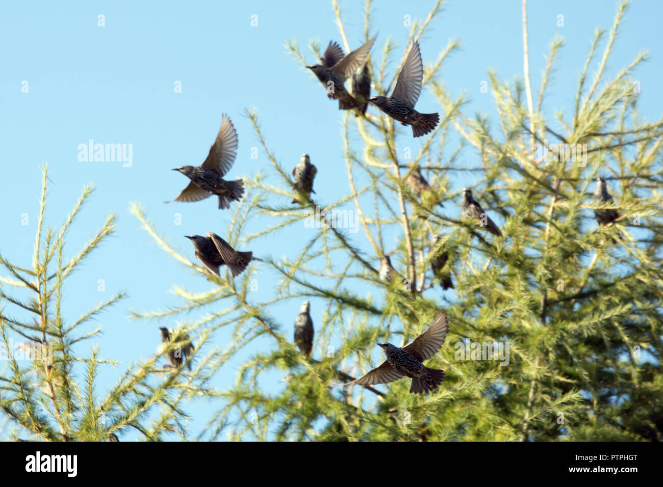 Birds flying from tree hi-res stock photography and images - Alamy