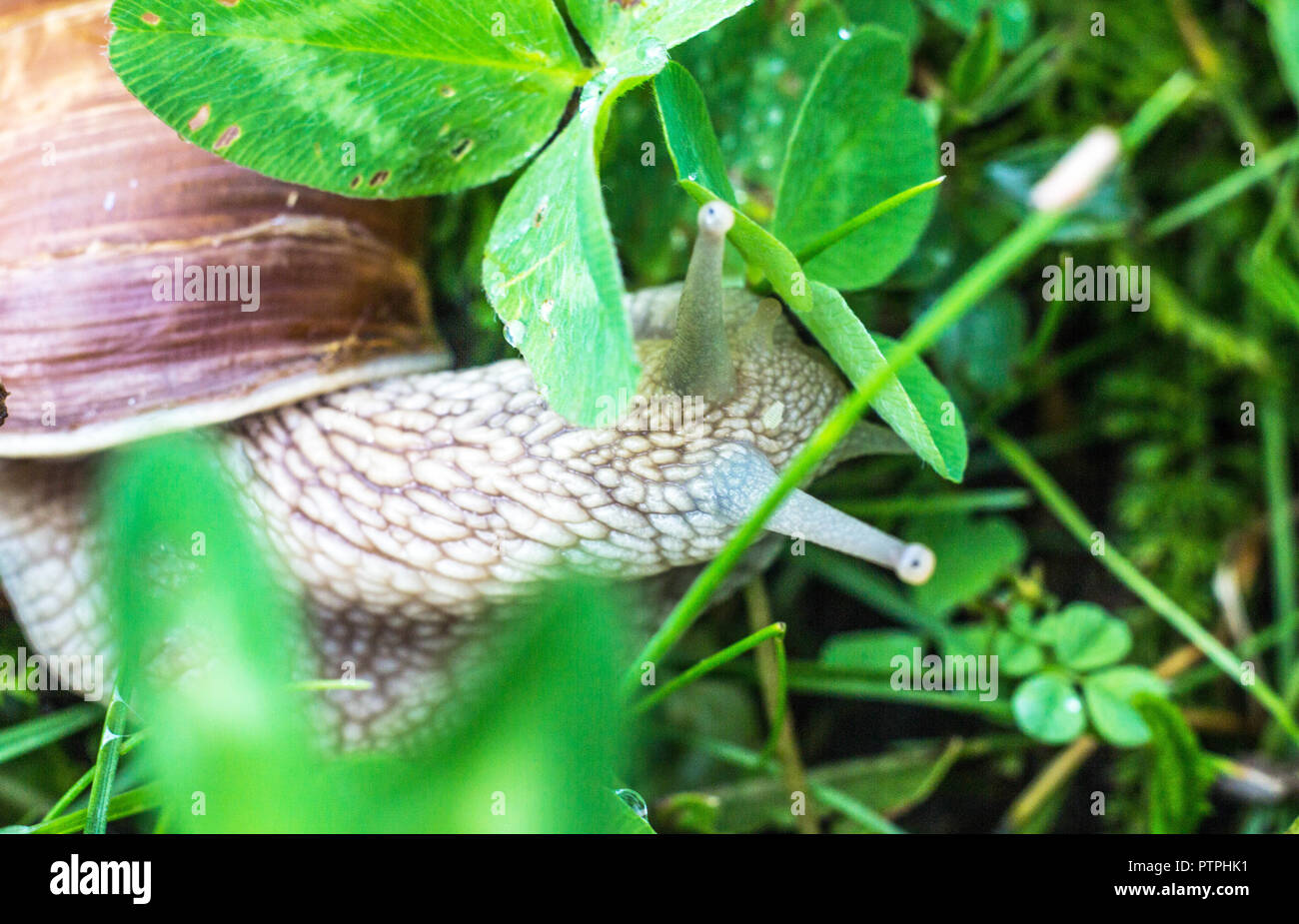Big snail in the grass, macro photography, cochlea Stock Photo - Alamy
