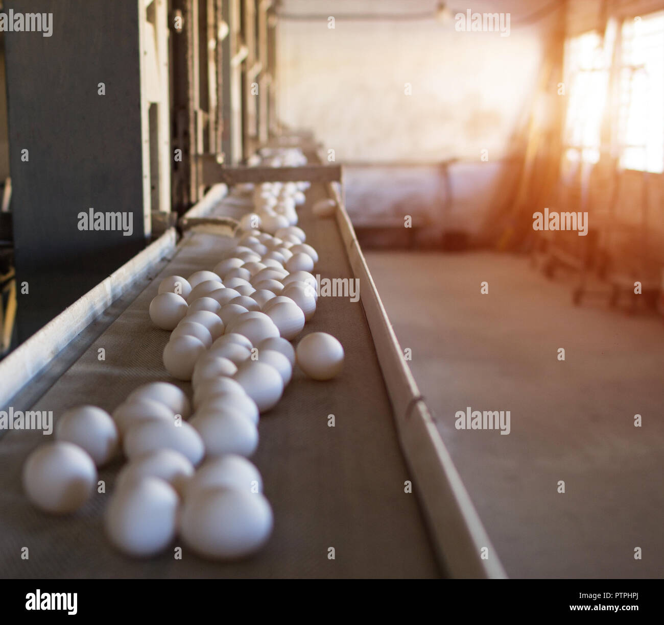 chicken eggs go through the transporter and the worker settles the eggs ...