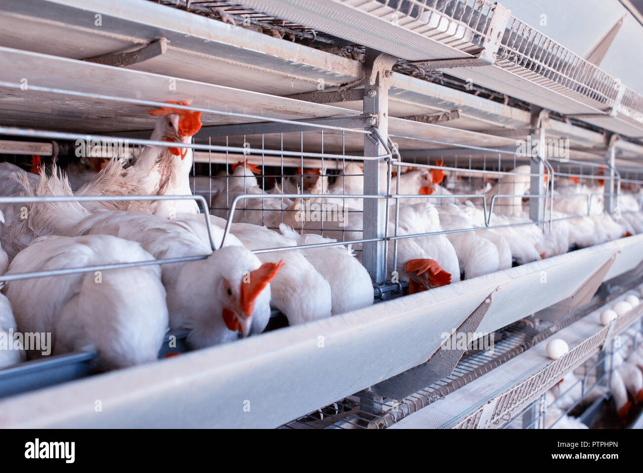 Poultry farm for breeding chickens, chicken eggs go through the ...