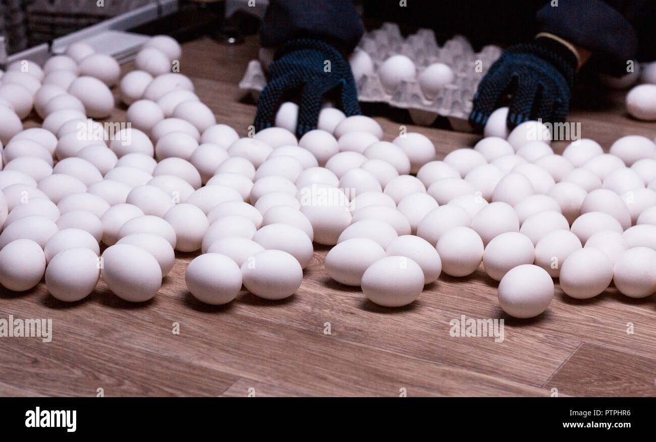 Sorting and packing of chicken eggs at a poultry farm, chicken eggs on ...