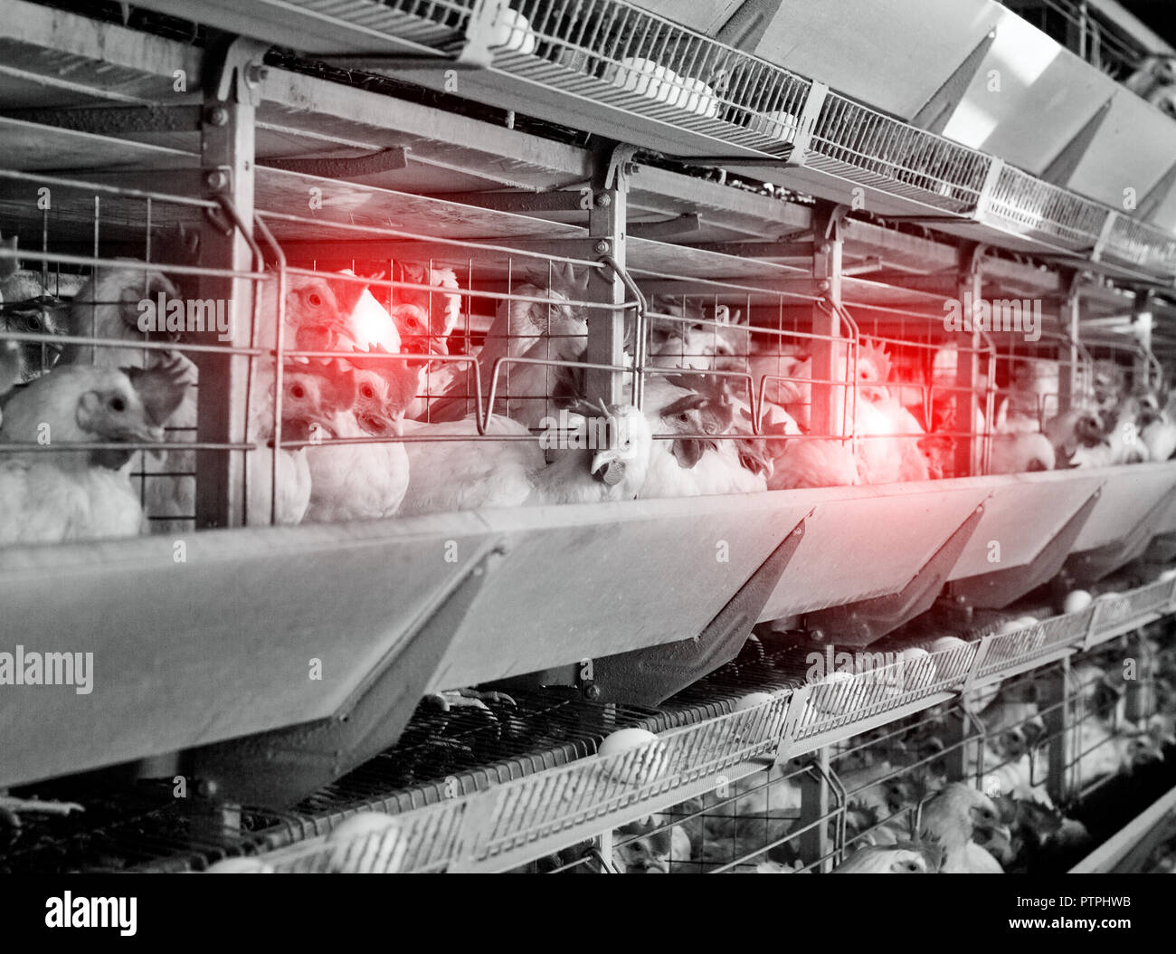 Chicken coop with infected chicken, avian influenza, epidemic, chickens ...