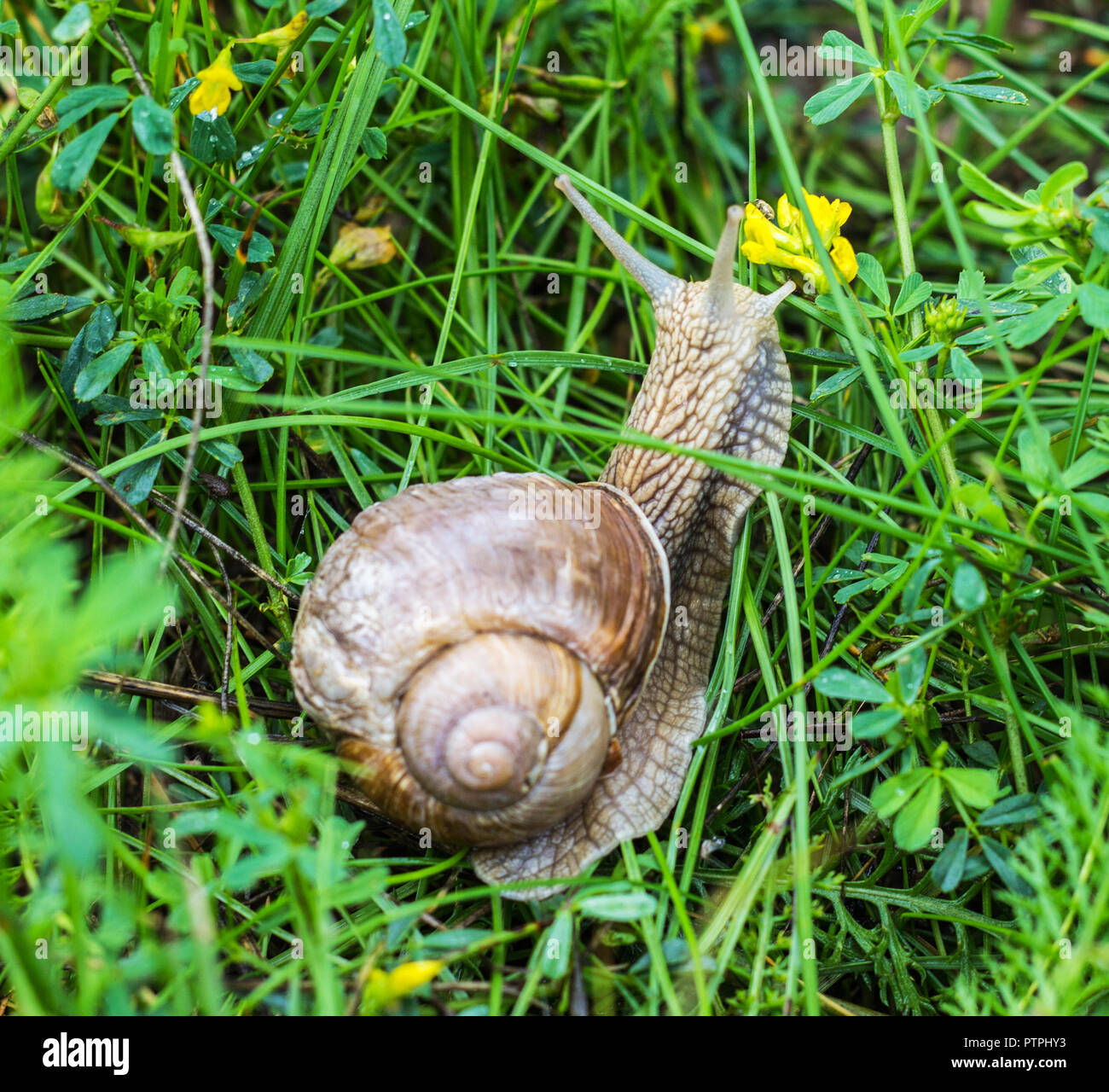 Big snail with green grass, close-up, cochlea and animal, natural Stock ...