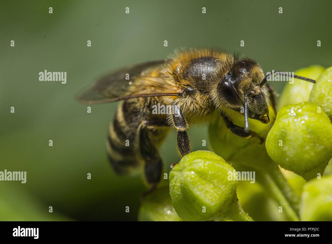 Dragonfly and weasel hi-res stock photography and images - Alamy