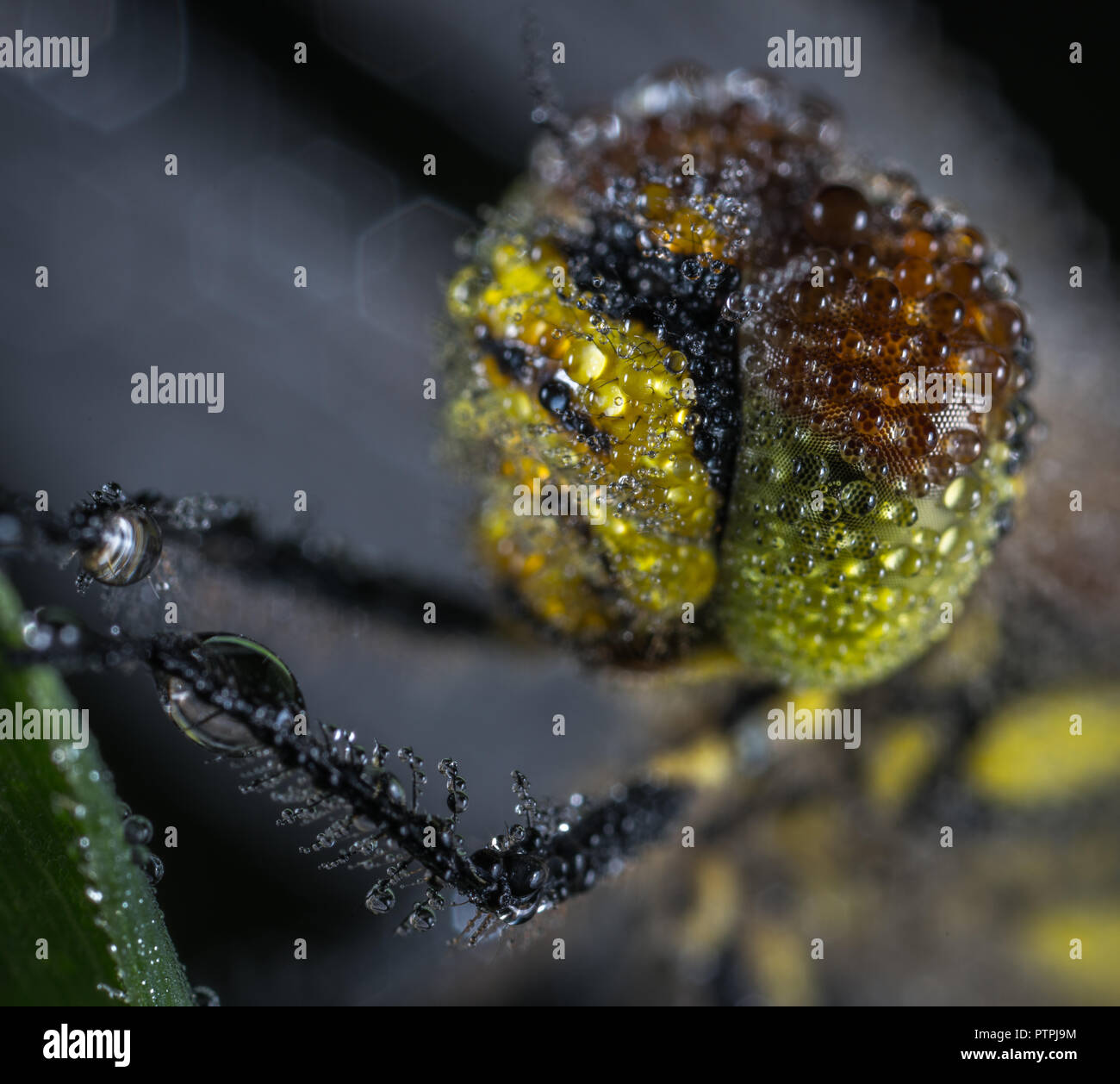 Yellow bees are attracting nectar Stock Photo - Alamy