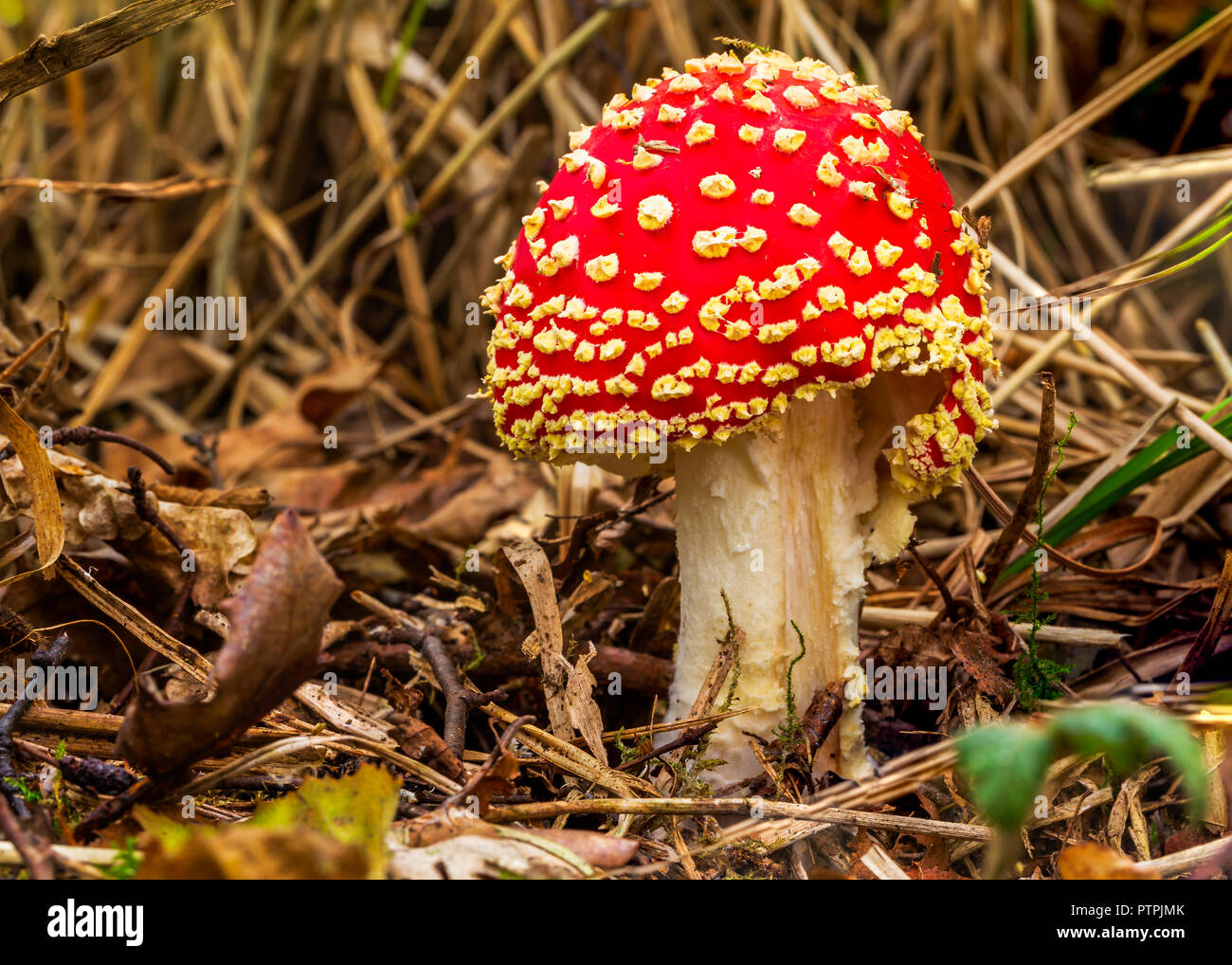 Graham leese images hi-res stock photography and images - Alamy