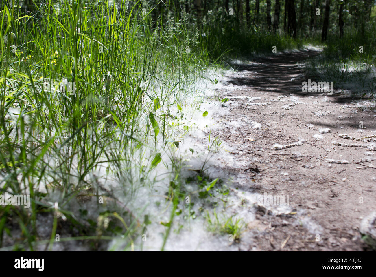 On the forest path lies a white poplar fluff Stock Photo - Alamy