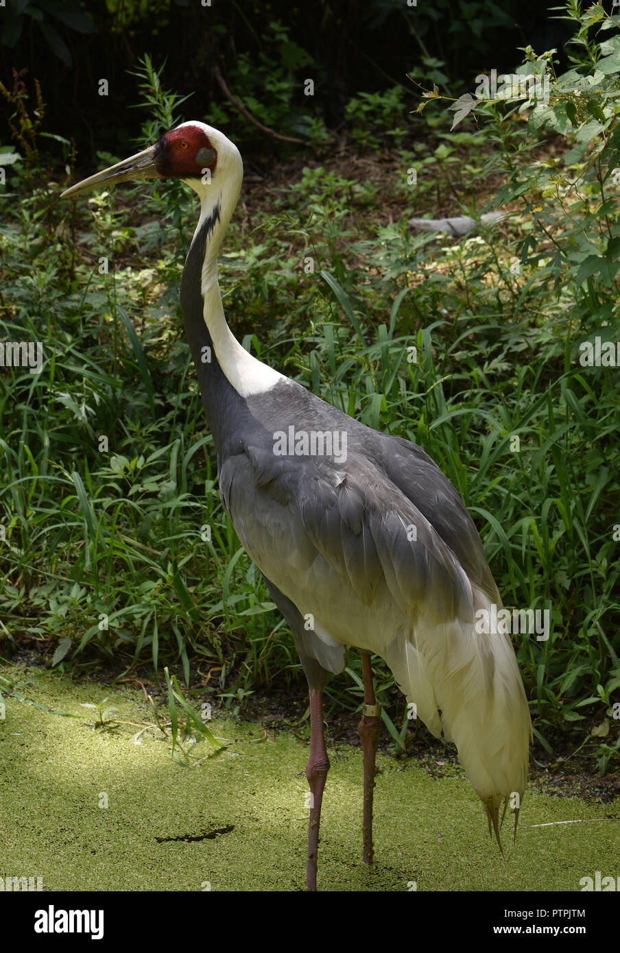 Large white naped crane standing in a pond in the wild Stock Photo - Alamy