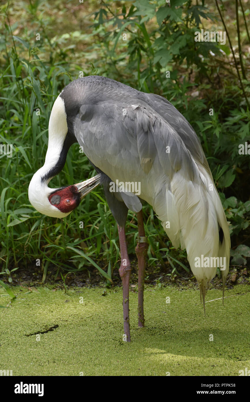 Attractive preening white naped crane standing in a pond Stock Photo ...