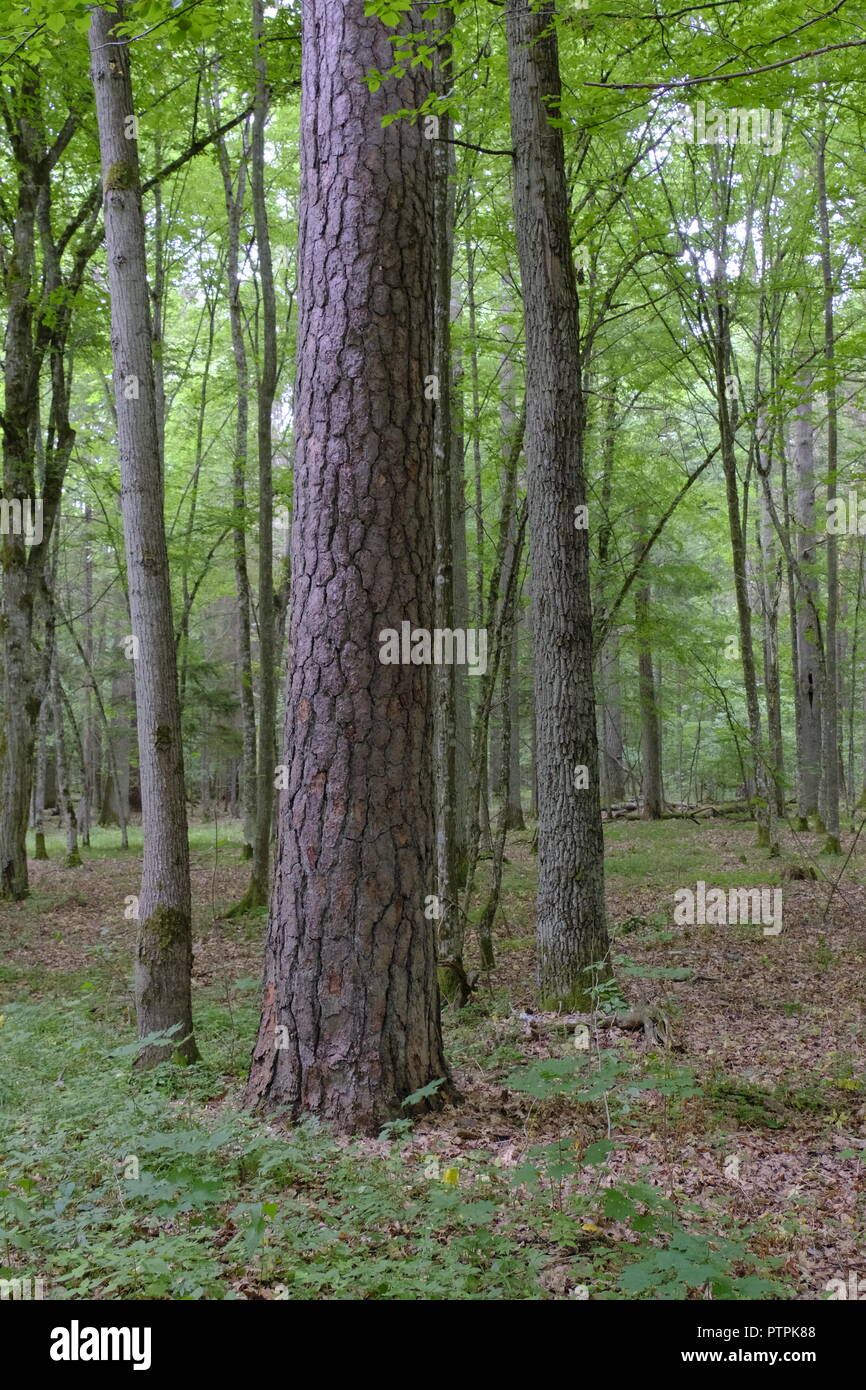 Old monumental pine tree(Pinus silvestris) in summer, Bialowieza Forest ...