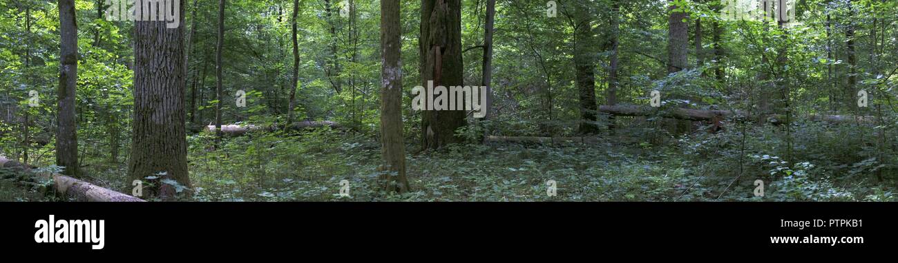 Deciduous forest landscape with old oak trees in summer panorama ...