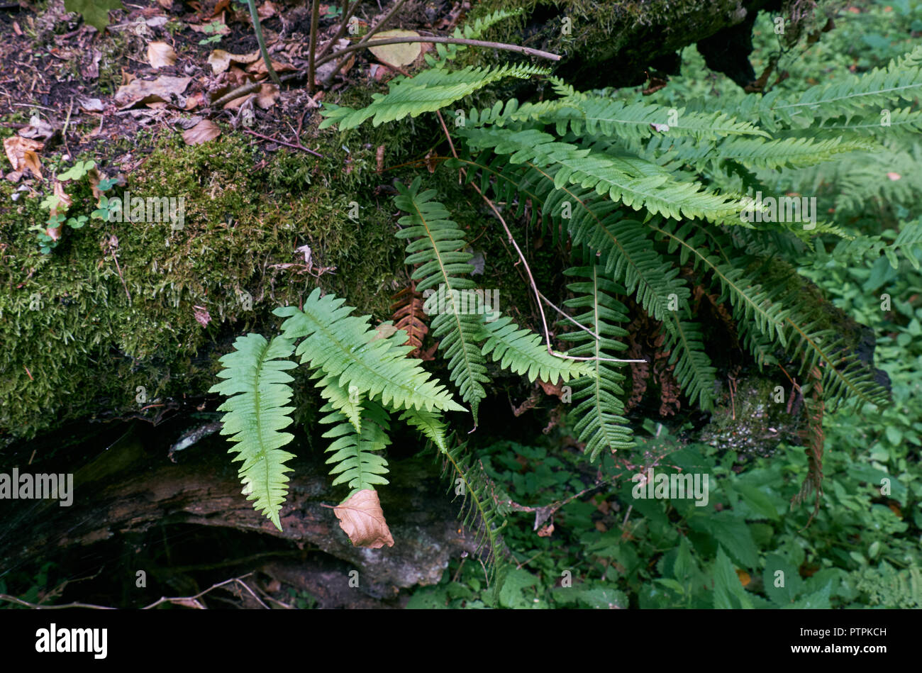 Oak tree moss wrapped with lots of Common Polypody ferns,Bialowieza ...