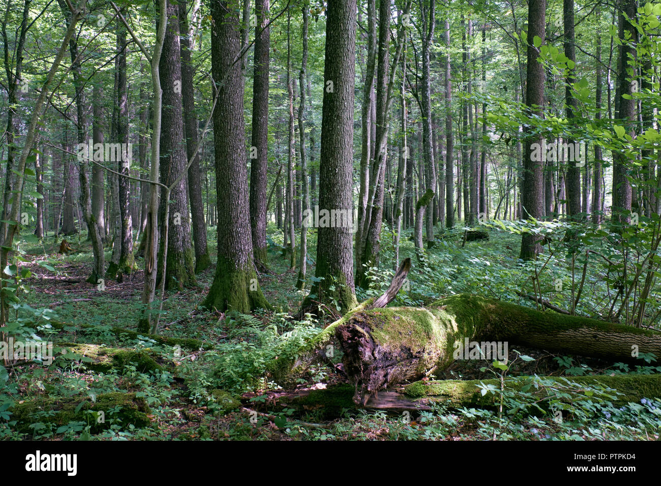 Woods alder tree hi-res stock photography and images - Alamy