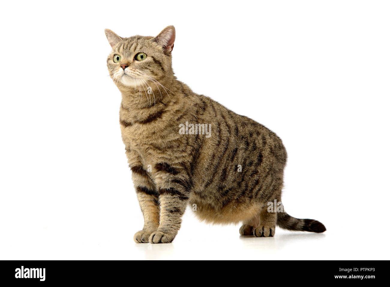 Standing Tabby Cat