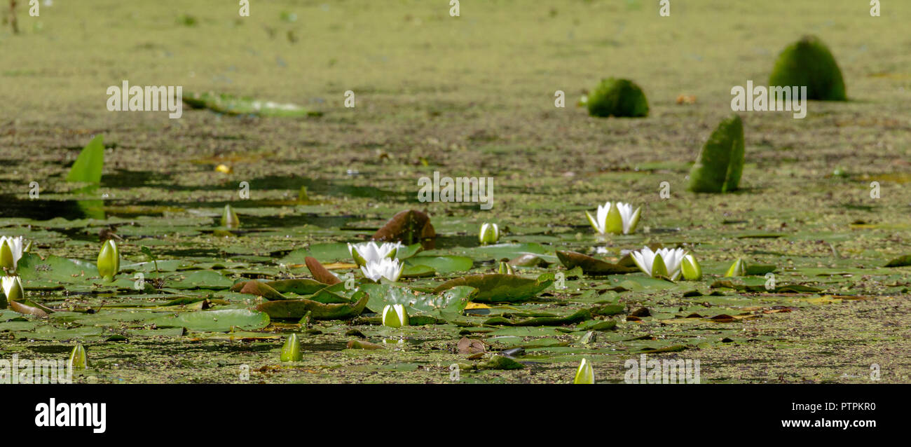 Starting flowering hi-res stock photography and images - Alamy