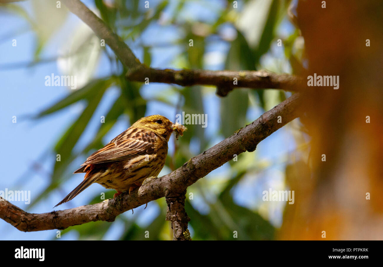 Serinus serinus spruce tree top hi-res stock photography and images - Alamy